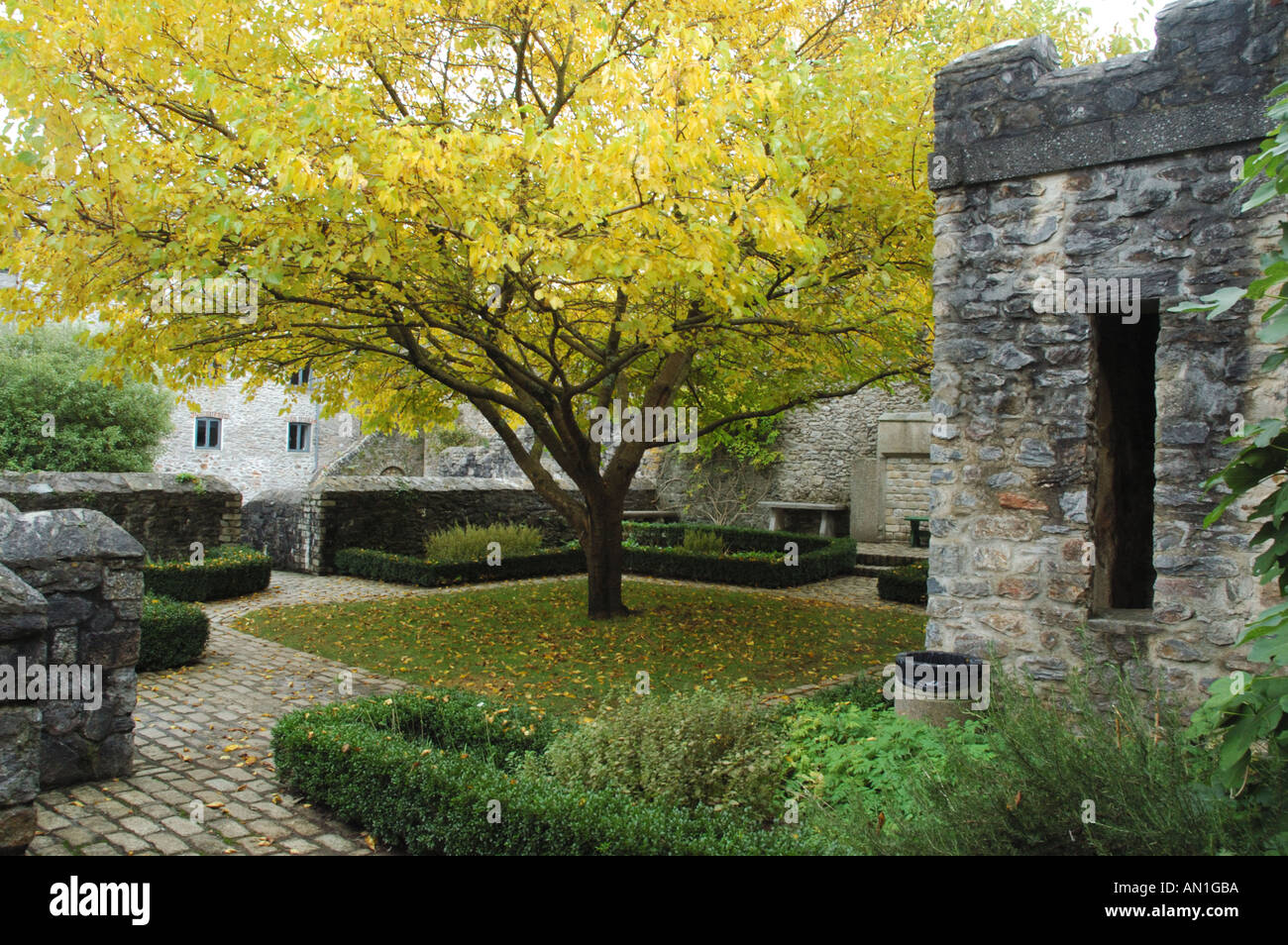 Lime green tree in leaf, near the Barbican, Plymouth, Devon, UK Stock ...