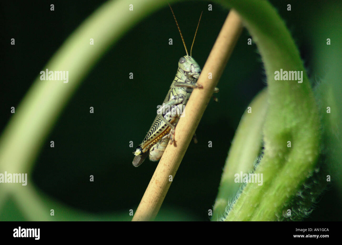 A grasshopper sitting within the branches of a plant Stock Photo - Alamy