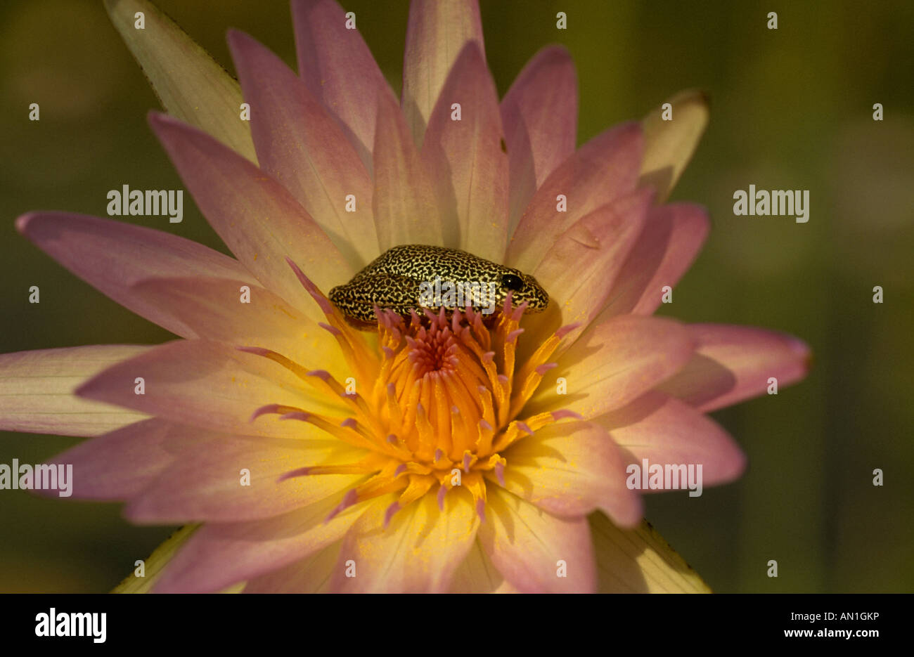 African reed frog hyperolius sp hi-res stock photography and images - Alamy