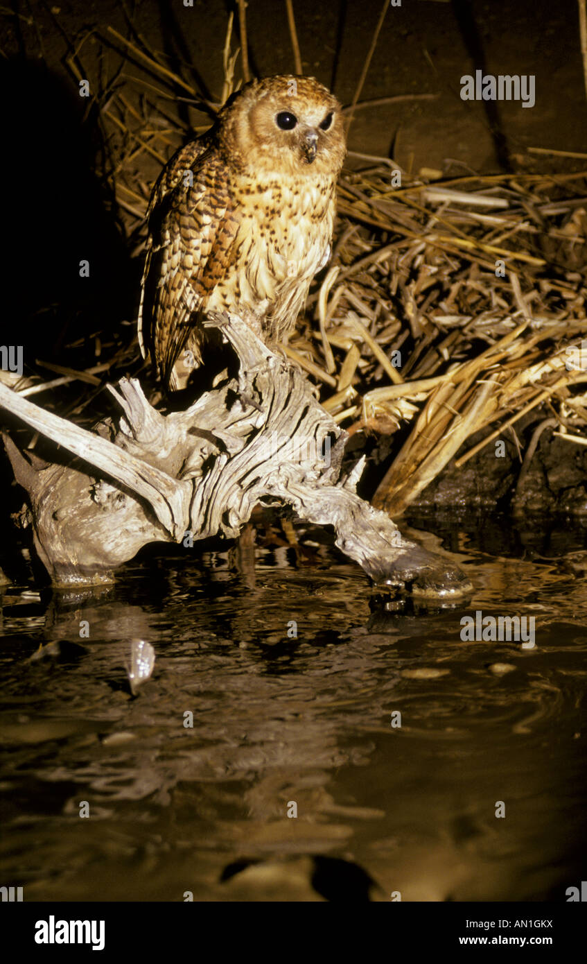 Pel's fishing owl (Scotopelia peli Stock Photo - Alamy