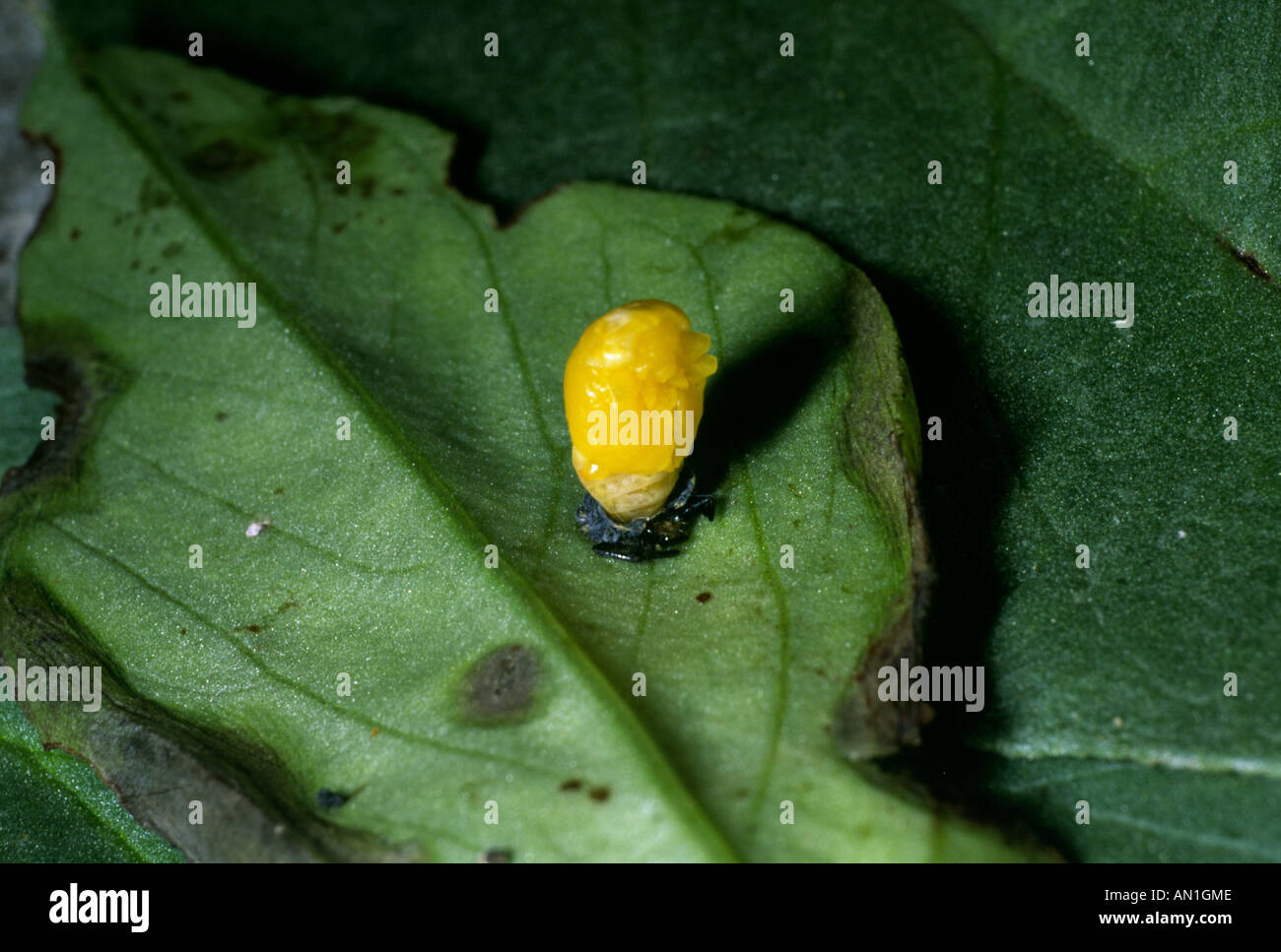 Fresh ladybird pupa Stock Photo - Alamy