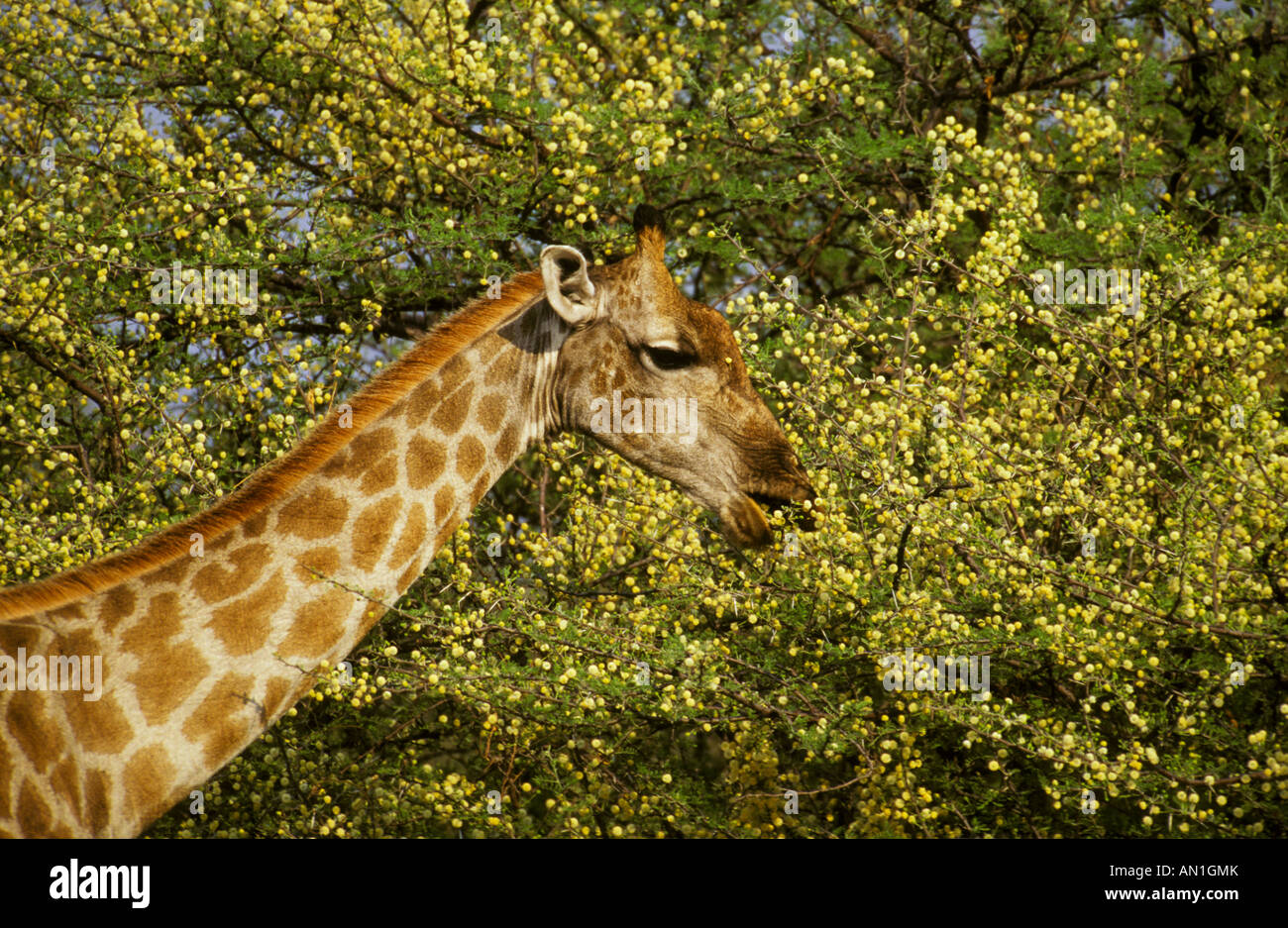 A side view portrait of a Giraffe feeding on candle pod acacia (Acacia ...