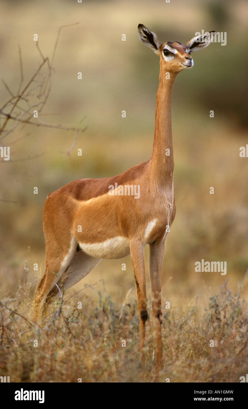 Craning its neck hi-res stock photography and images - Alamy