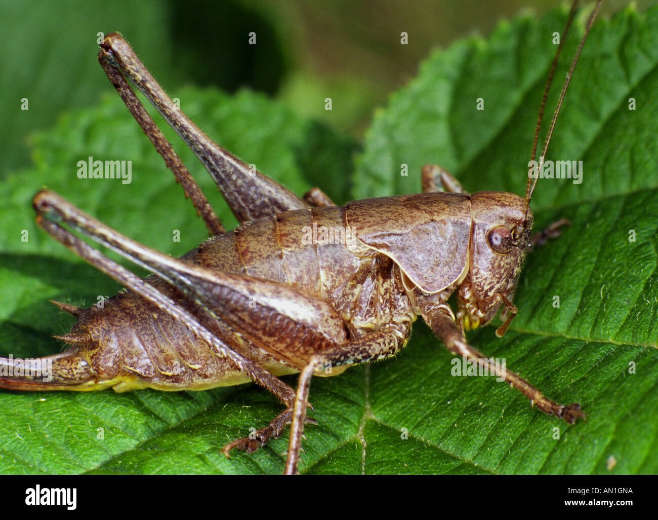 Orthoptera Tettigoniidae
