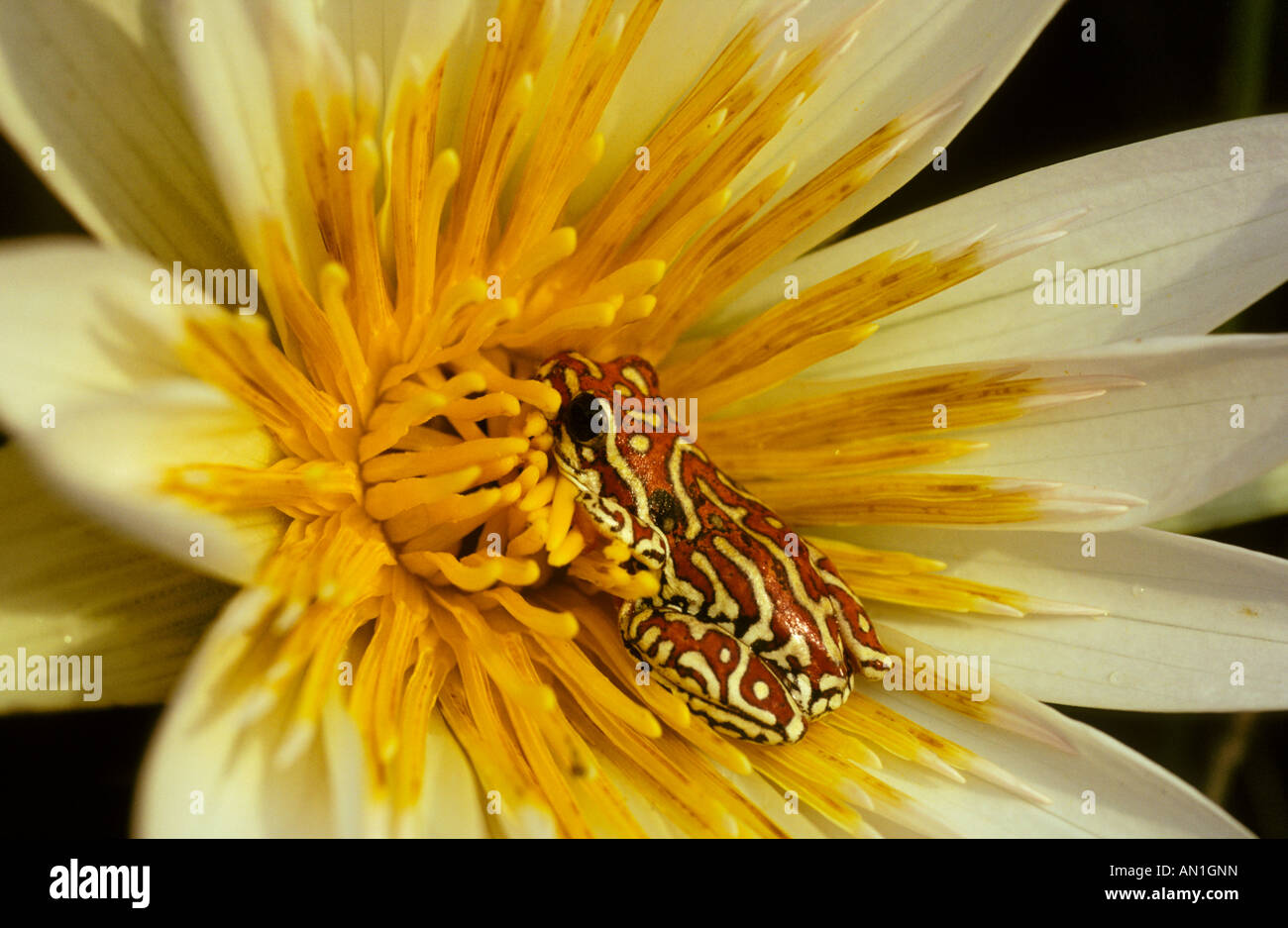 A Painted reed frog (Hyperolius sp) nestling in a waterlily flower ...