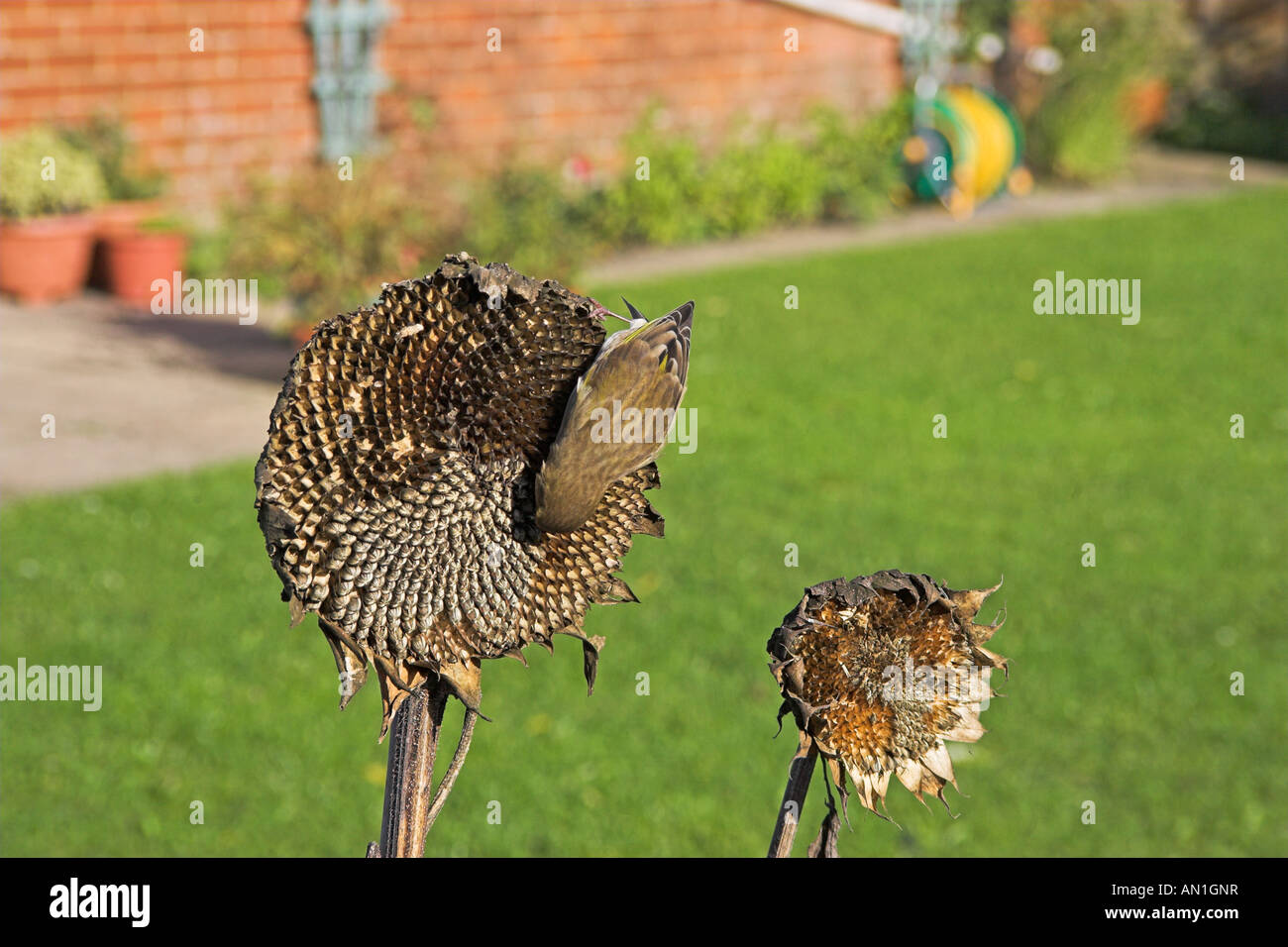 European greenfinch Carduelis chloris on sunflower seed head in garden ...