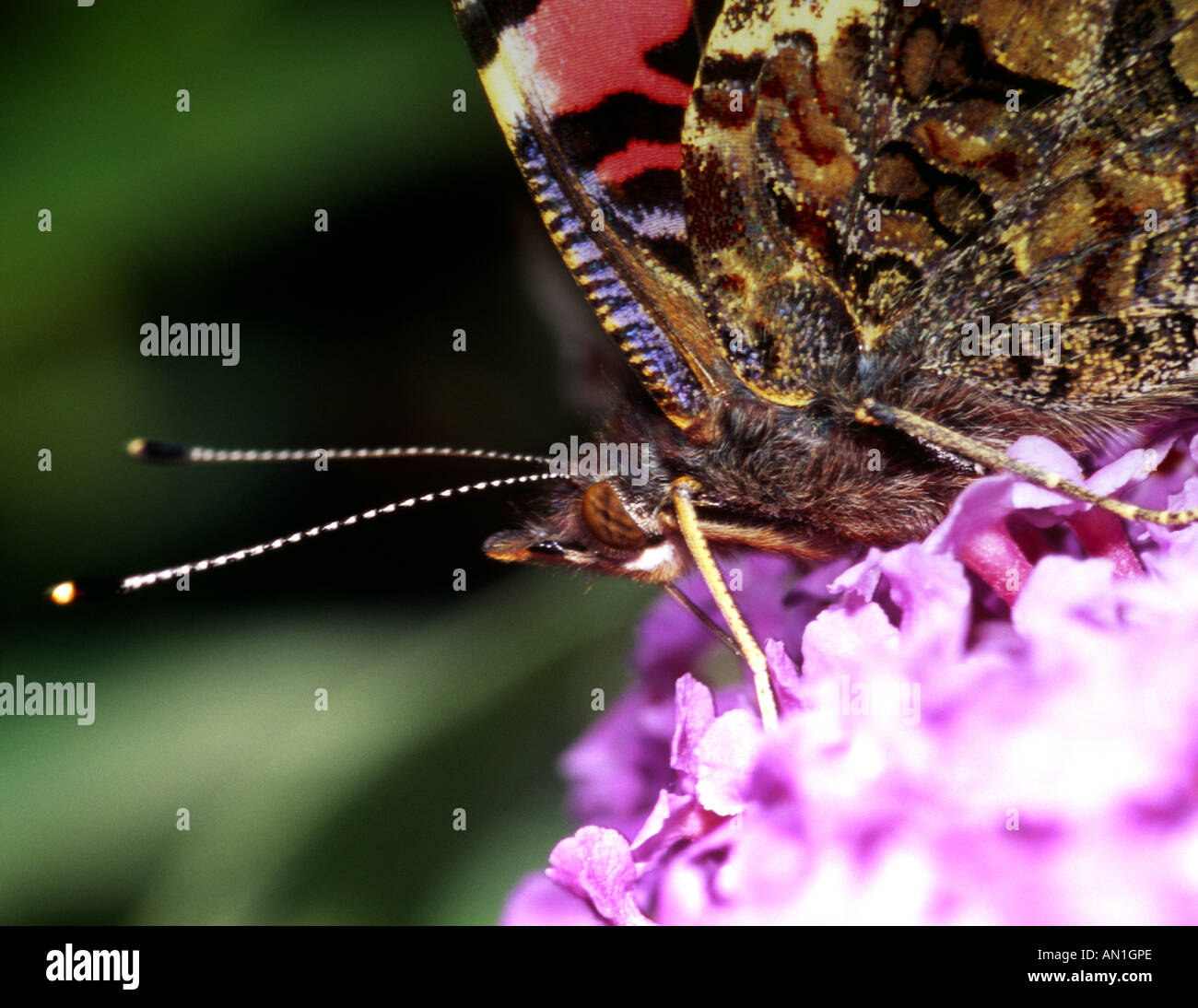 Red admiral butterfly flight hi-res stock photography and images - Alamy