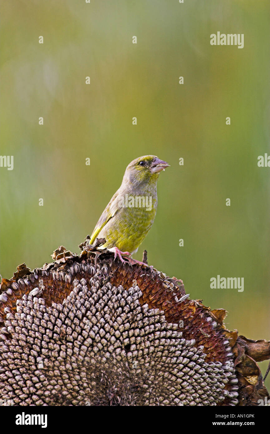 European greenfinch Carduelis chloris on sunflower seed head in garden ...