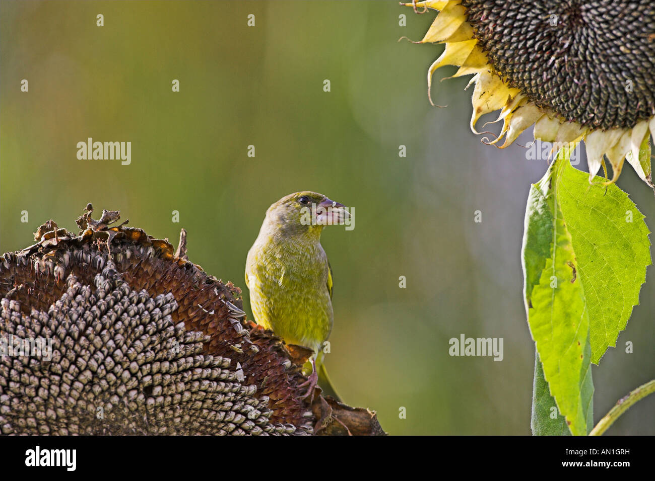 European greenfinch on seed head hi-res stock photography and images ...
