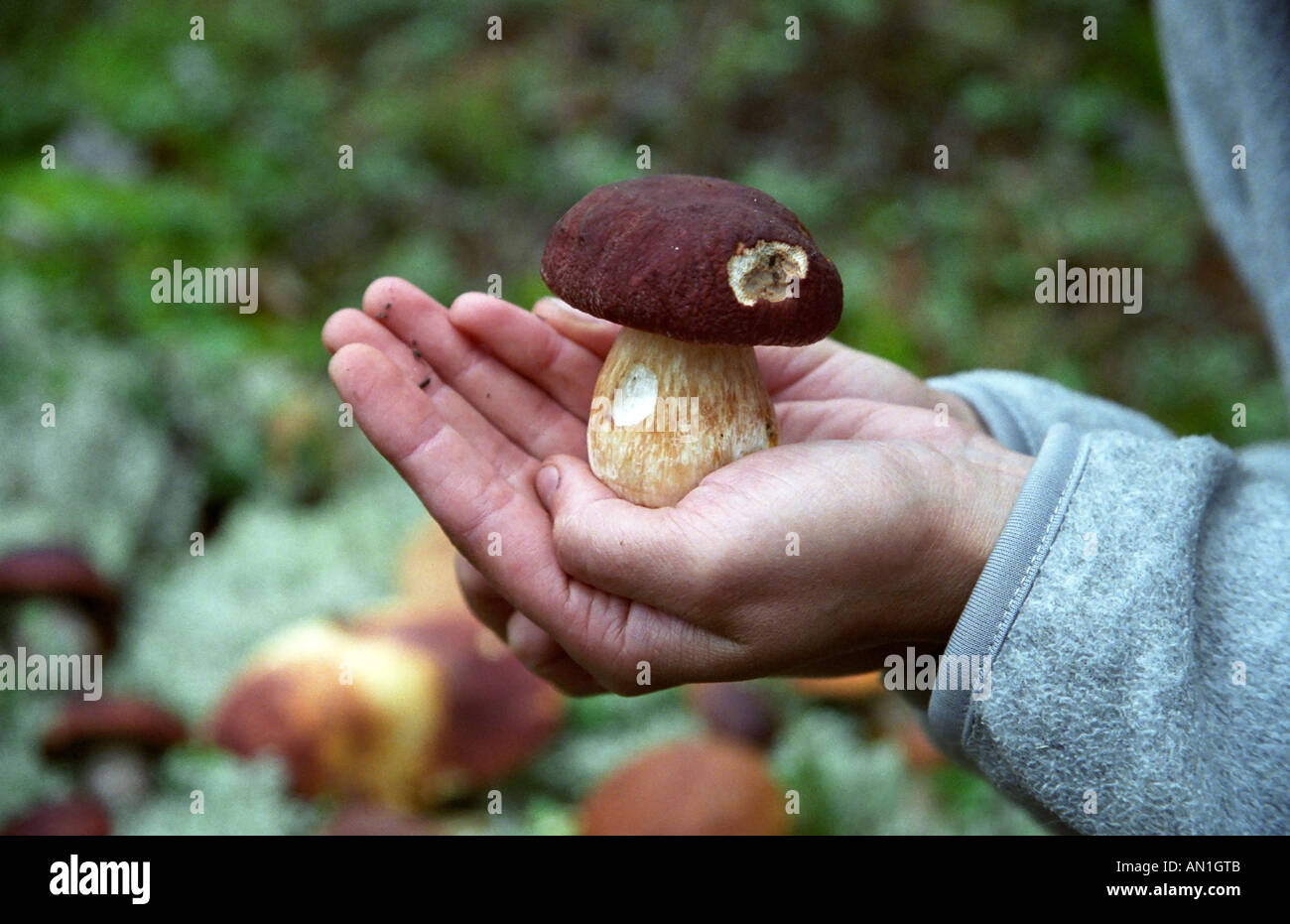 Penny bun bolete fungi in hand Stock Photo - Alamy