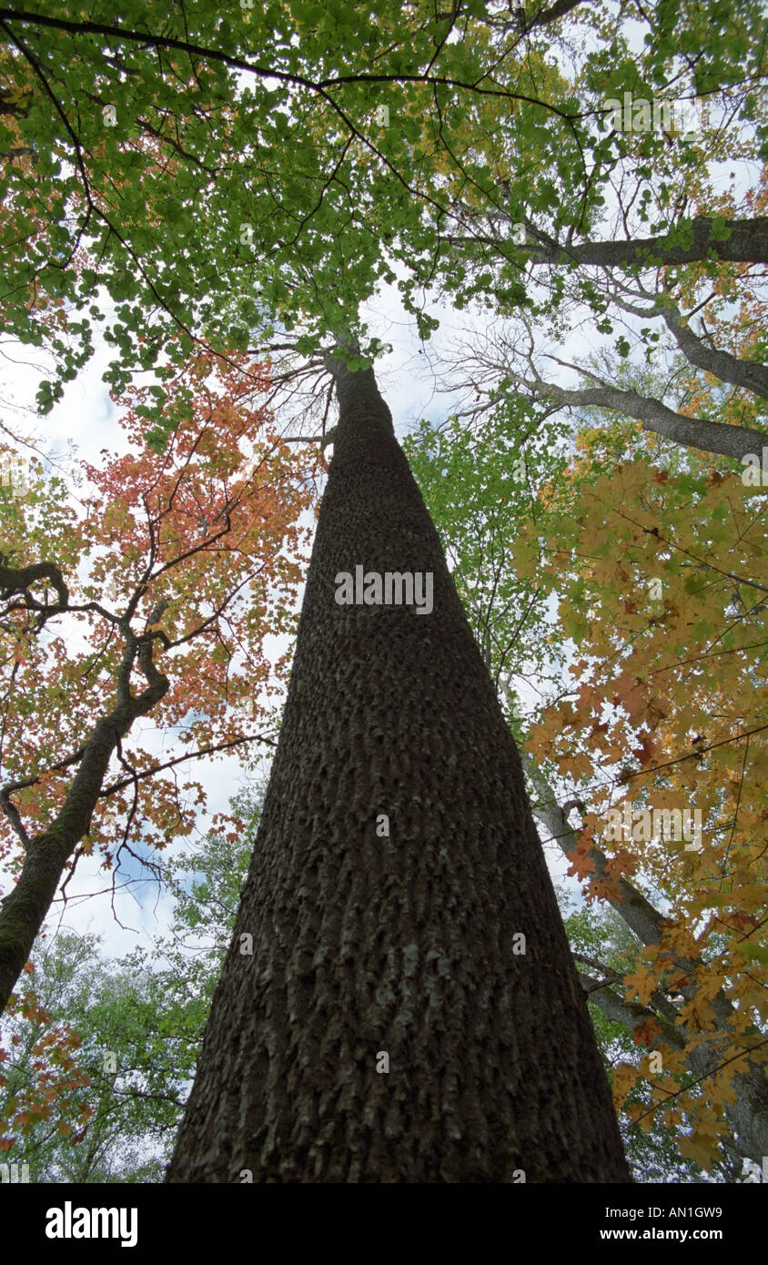 Stright view hi-res stock photography and images - Alamy