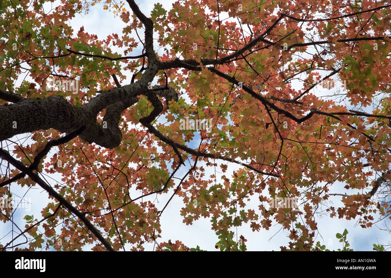 Crown of a maple tree Stock Photo - Alamy