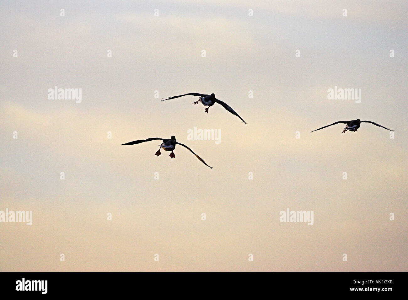 Greylag geese Anser anser group flighting to roost at sunset Blashford ...