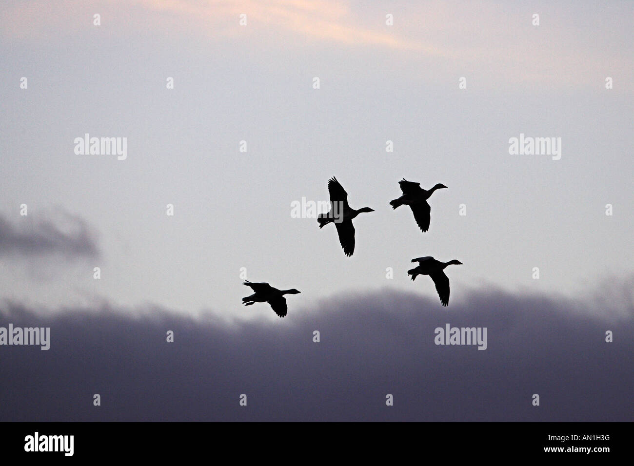 Greylag geese Anser anser group flighting to roost at sunset Blashford ...