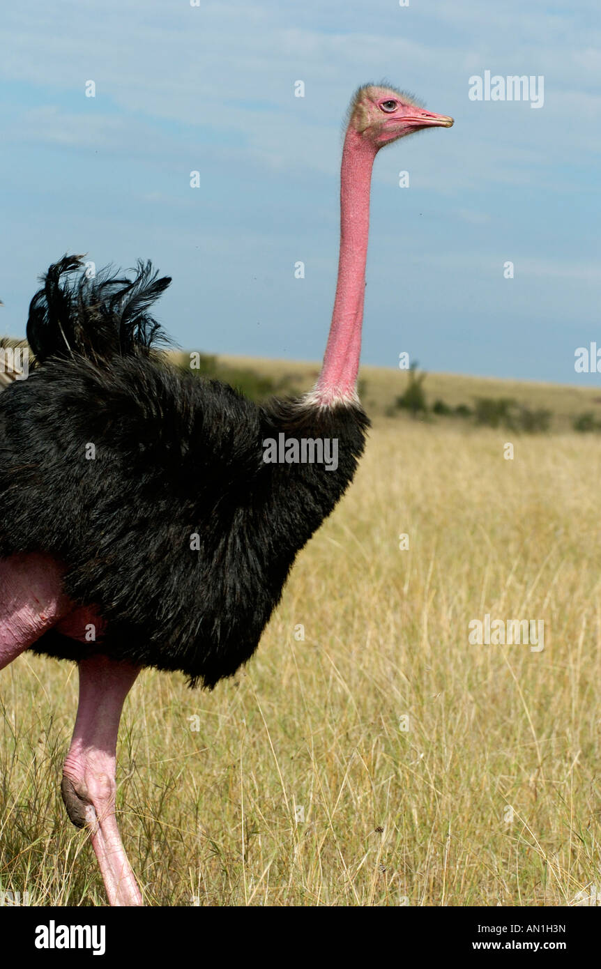 Male ostrich in breeding plumage Stock Photo - Alamy