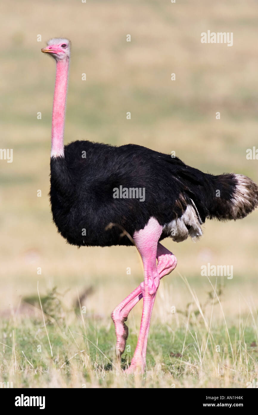 Maasai ostrich - male in full breeding colours Stock Photo - Alamy