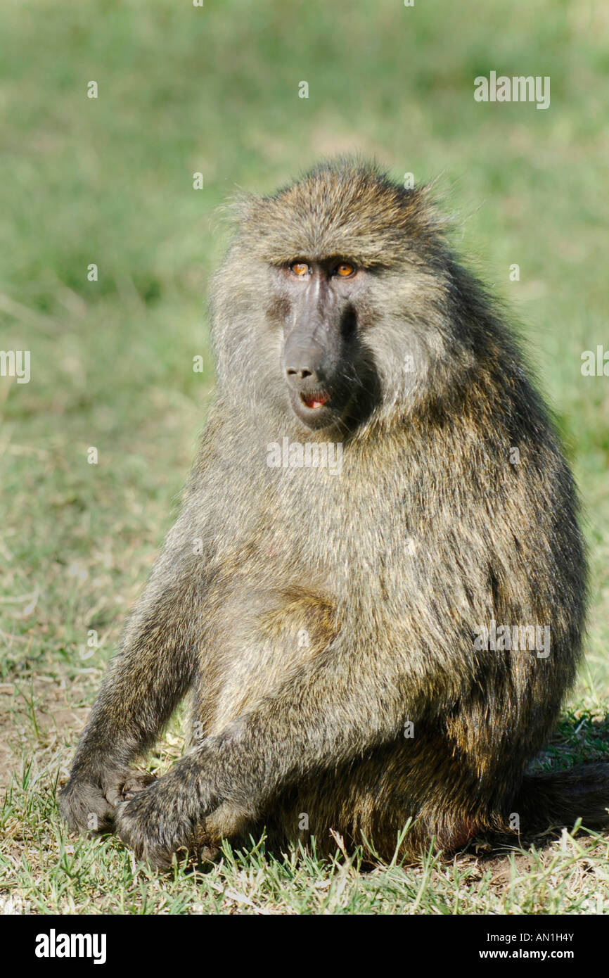 Olive Baboon (Papio anubis) seated on the ground Stock Photo - Alamy