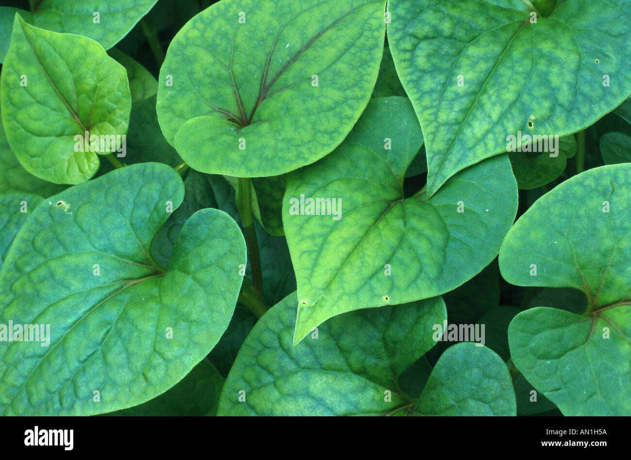 Chinese lizard tail, Chameleon plant, Fishwort, Heartleaf, vap ca ...