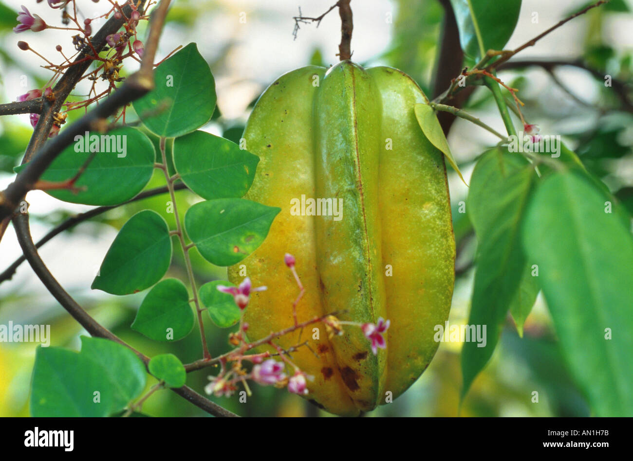 starfruit, carambola fruit, bilimbi, belimbing, Chinese star fruit ...