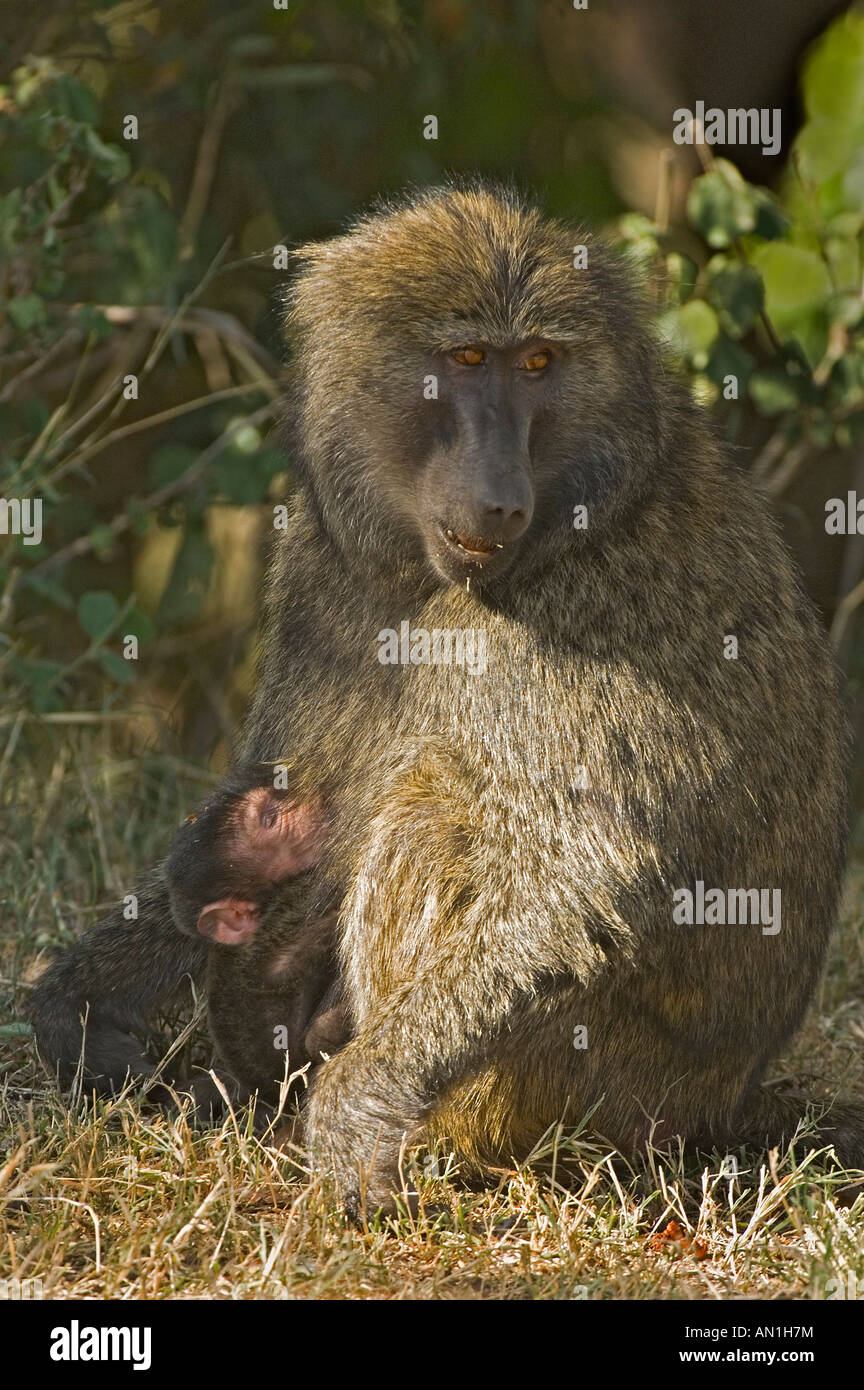 Baboon sleeping hi-res stock photography and images - Alamy