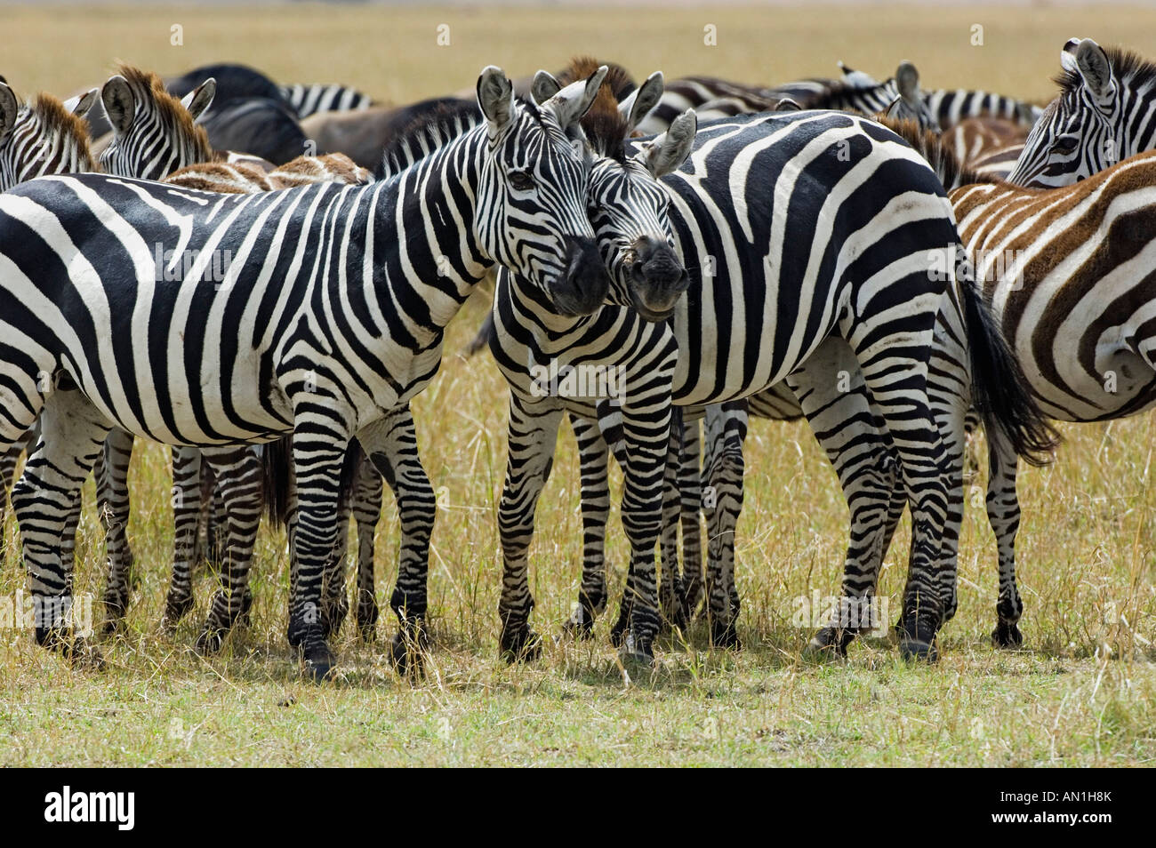 Burchell's Zebras (Equus burchelli Stock Photo - Alamy