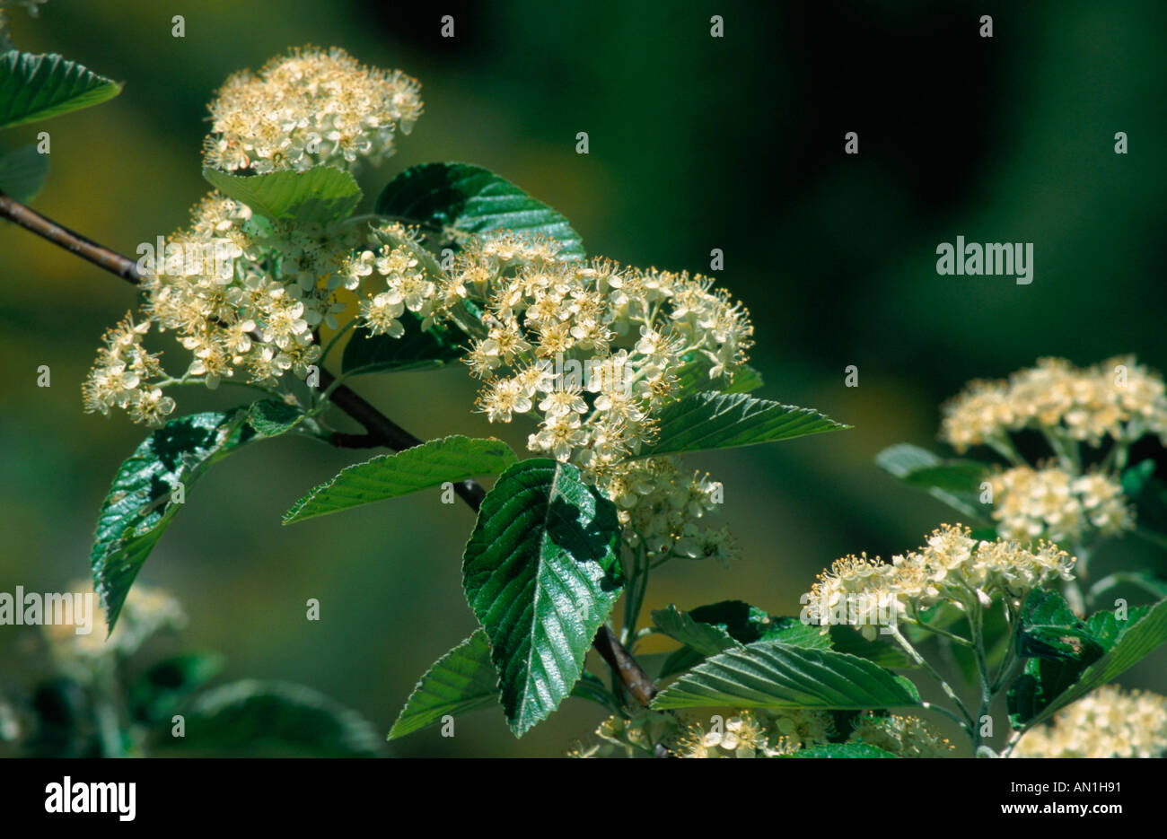 common whitebeam (Sorbus aria), blooming, France Stock Photo - Alamy