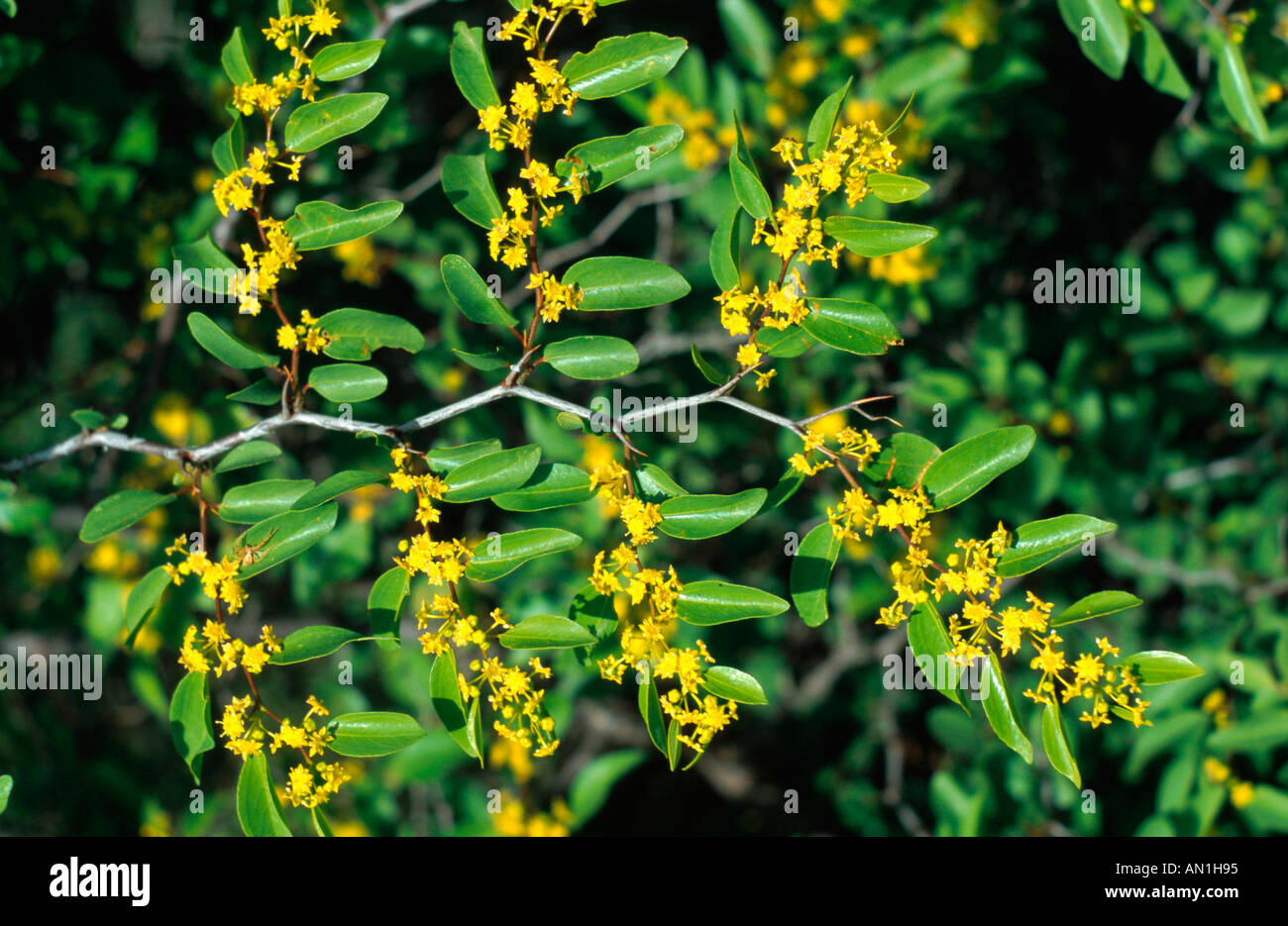 Christ's thorn, Jerusalem thorn (Paliurus spina-christi), blooming ...