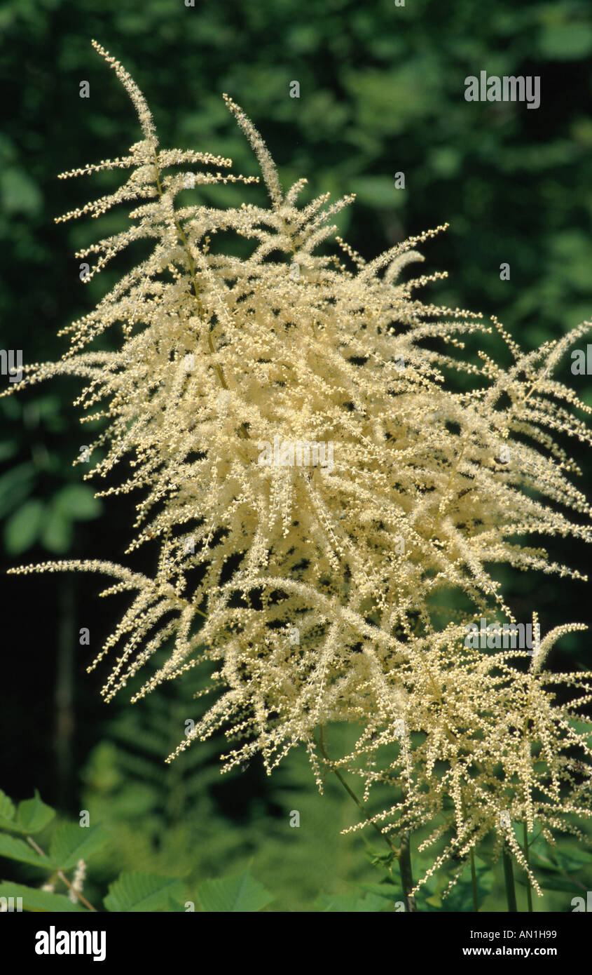 goat's beard spiraea, common goatsbeard (Aruncus dioicus), blooming ...