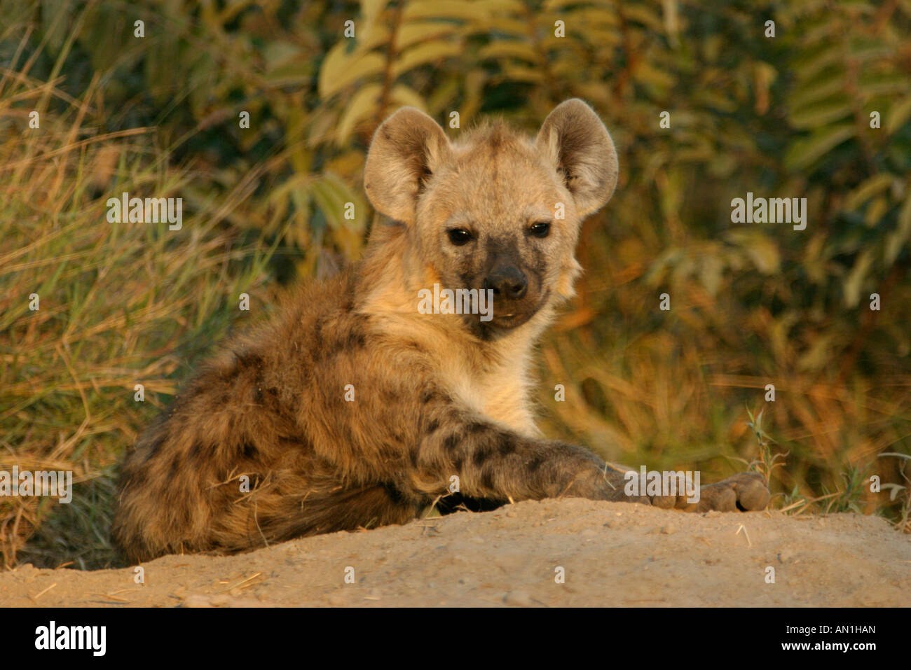 Young spotted hyena lying on a termite heap Stock Photo - Alamy