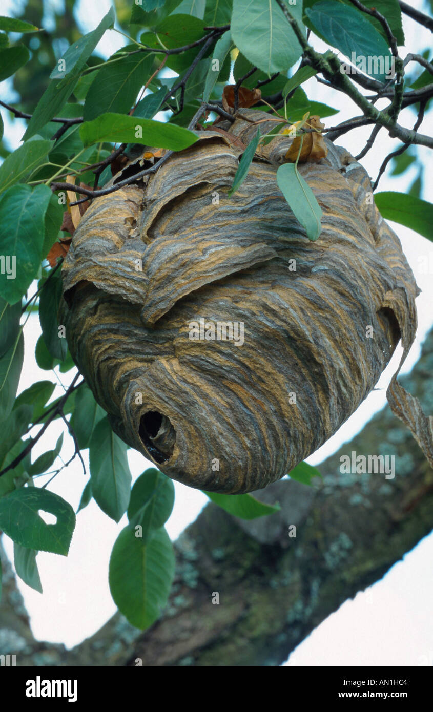 medium wasp (Dolichovespula media), wasps nest in tree, Germany, Upper ...