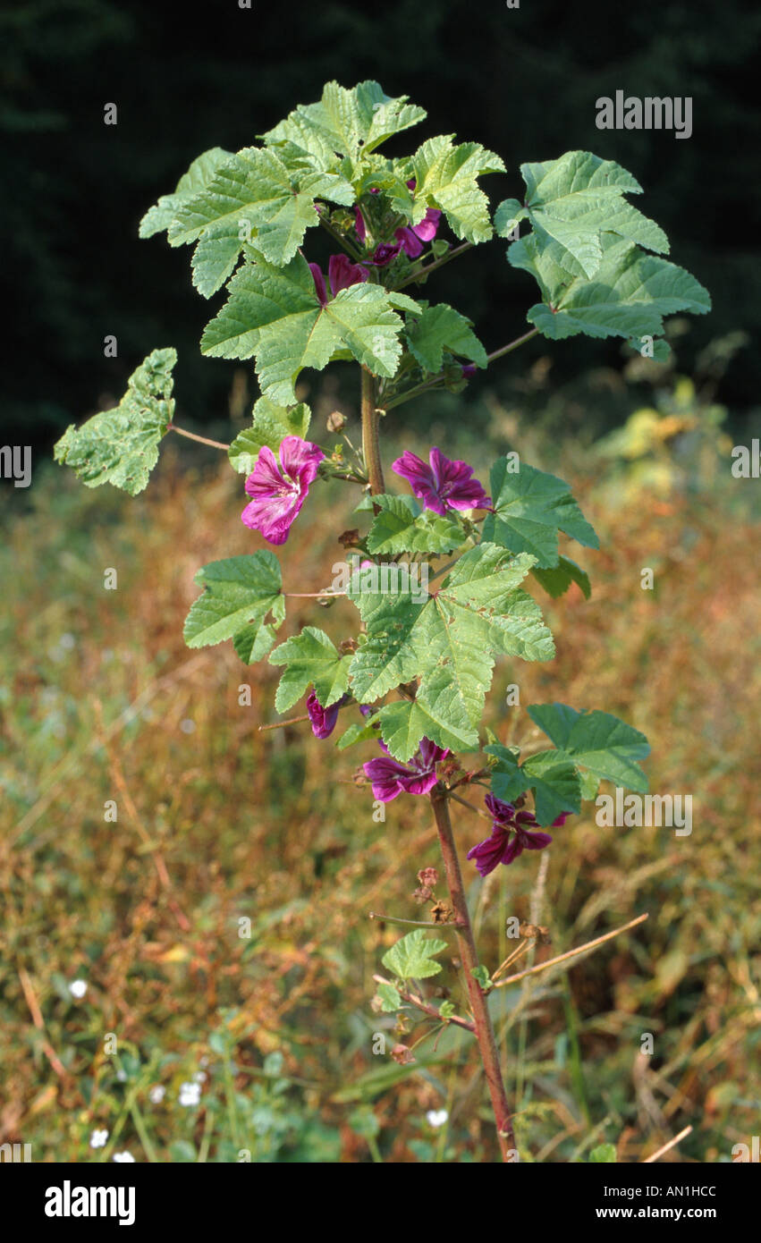 common mallow, blue mallow, high mallow, high cheeseweed (Malva ...