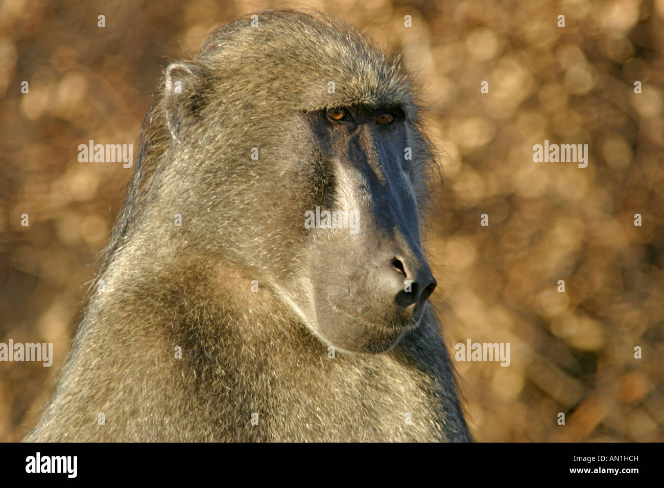 Watchful baboon hi-res stock photography and images - Alamy