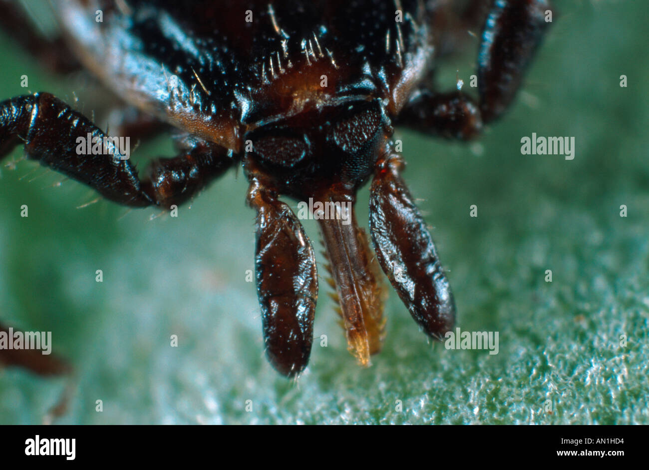 European castor bean tick, European sheep tick (Ixodes ricinus), detail ...