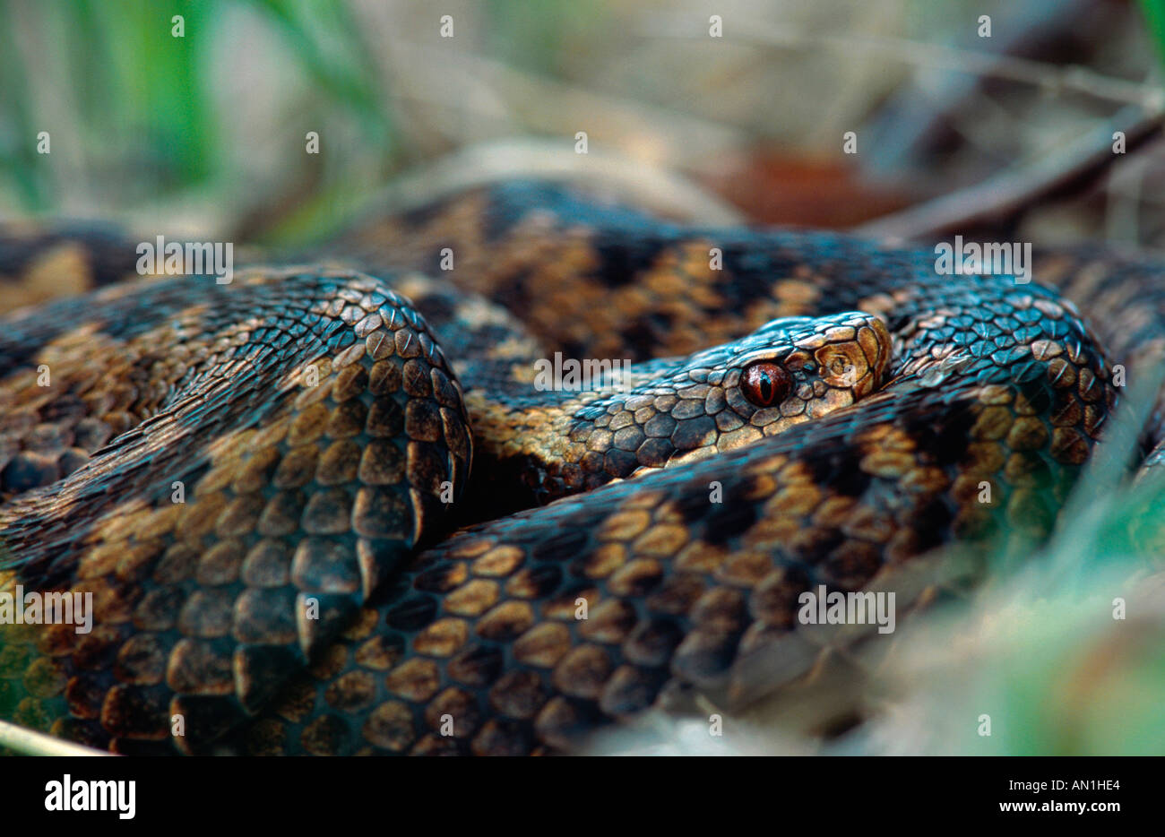 adder, common viper, common European viper, common viper (Vipera berus ...