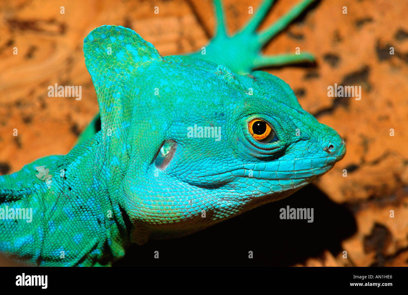 green basilisk, plumed basilisk, double-crested basilisk (Basiliscus ...