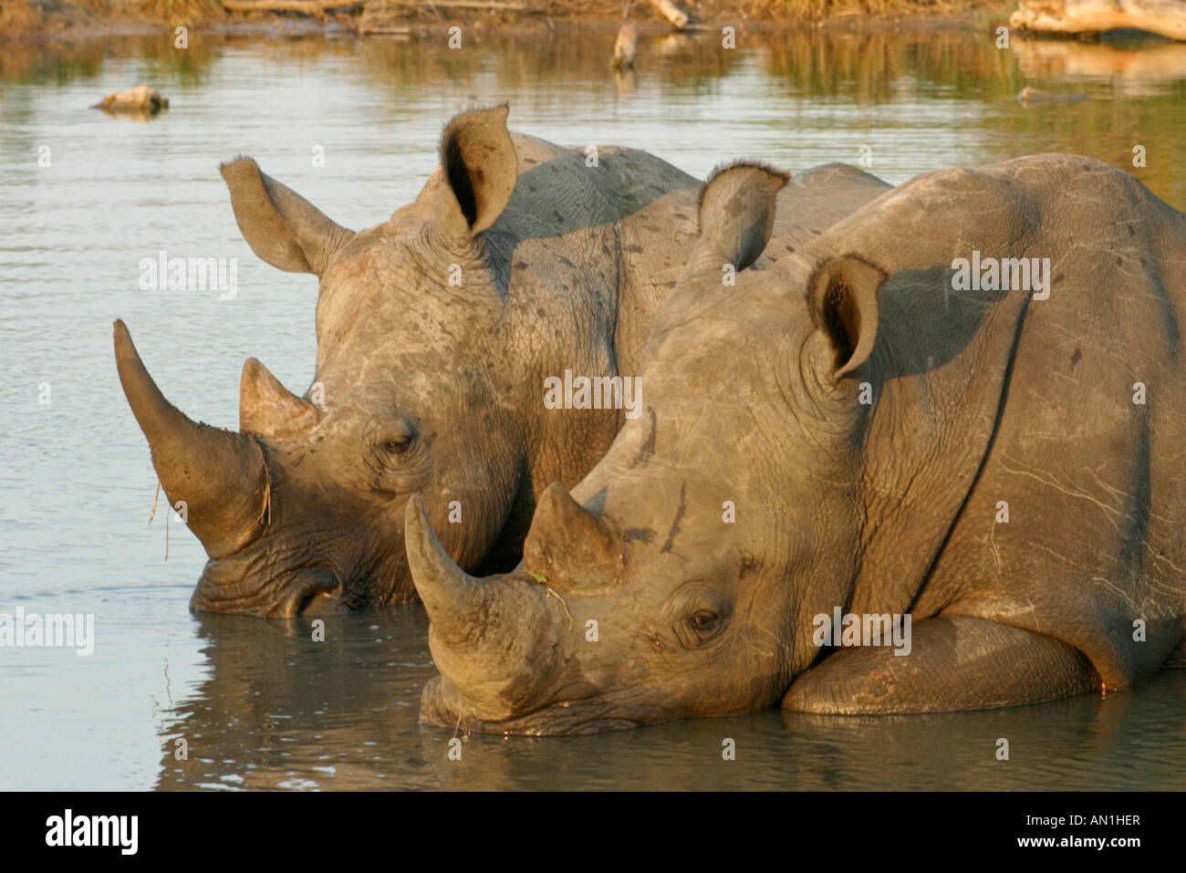 Two white rhinoceroses lying in shallow water Stock Photo - Alamy