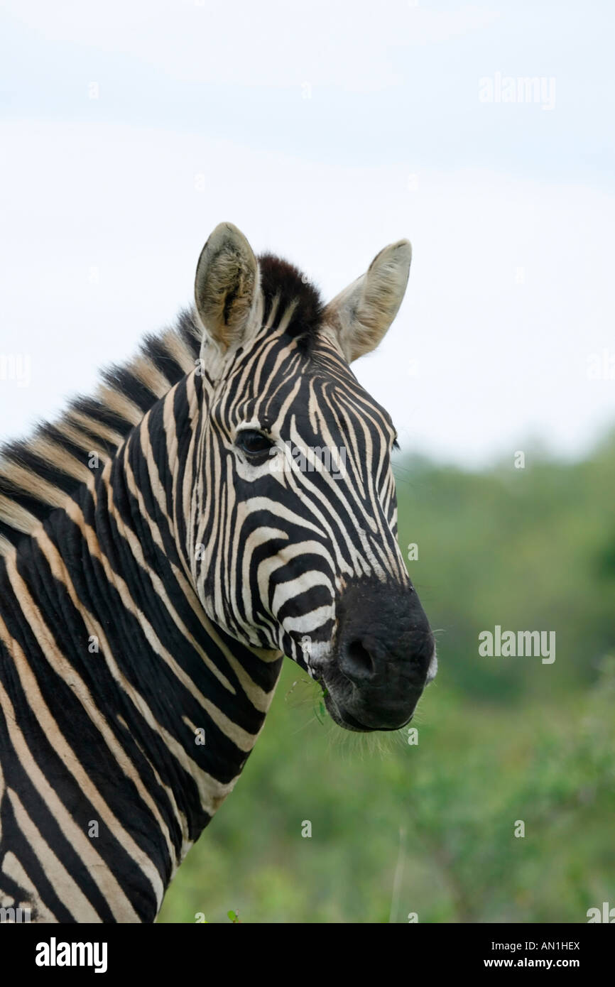 Portrait of a zebra Stock Photo - Alamy
