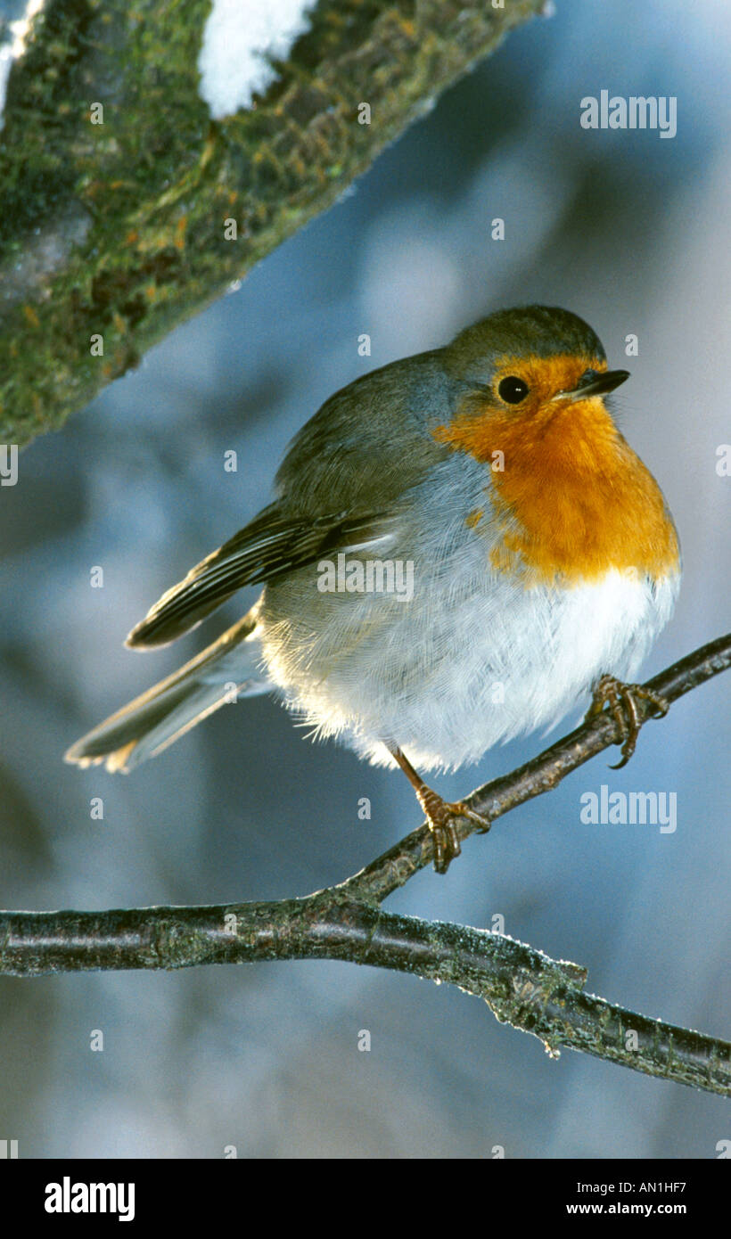 European robin (Erithacus rubecula), sitting on branch, with fluffed up ...