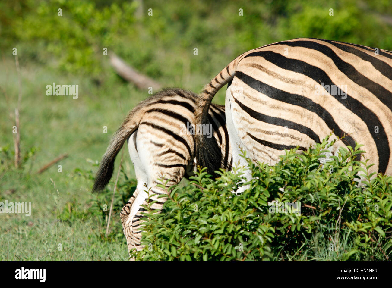 side view of hindquarters of two Zebra Stock Photo - Alamy