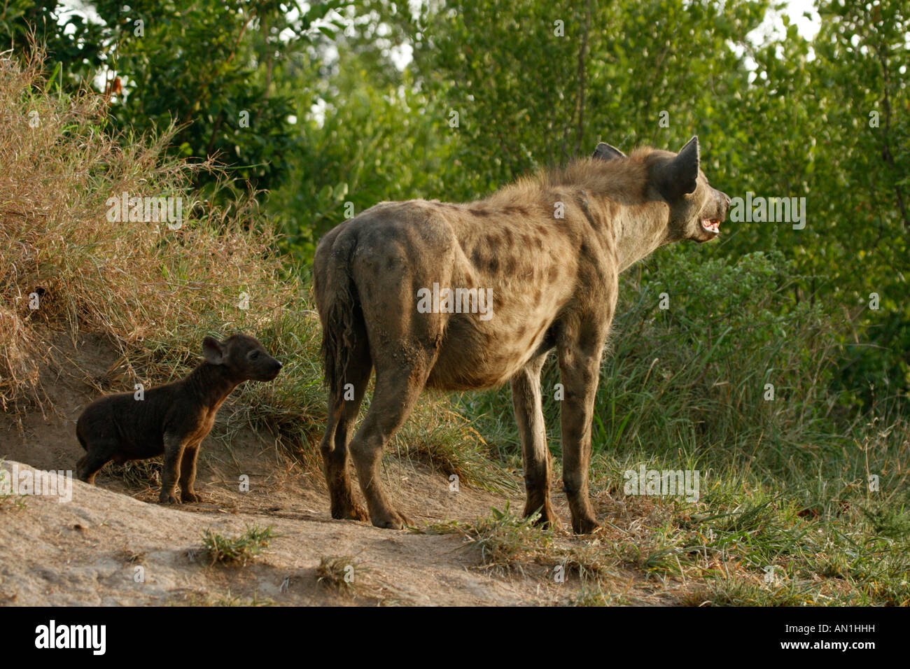 Cub den hi-res stock photography and images - Alamy
