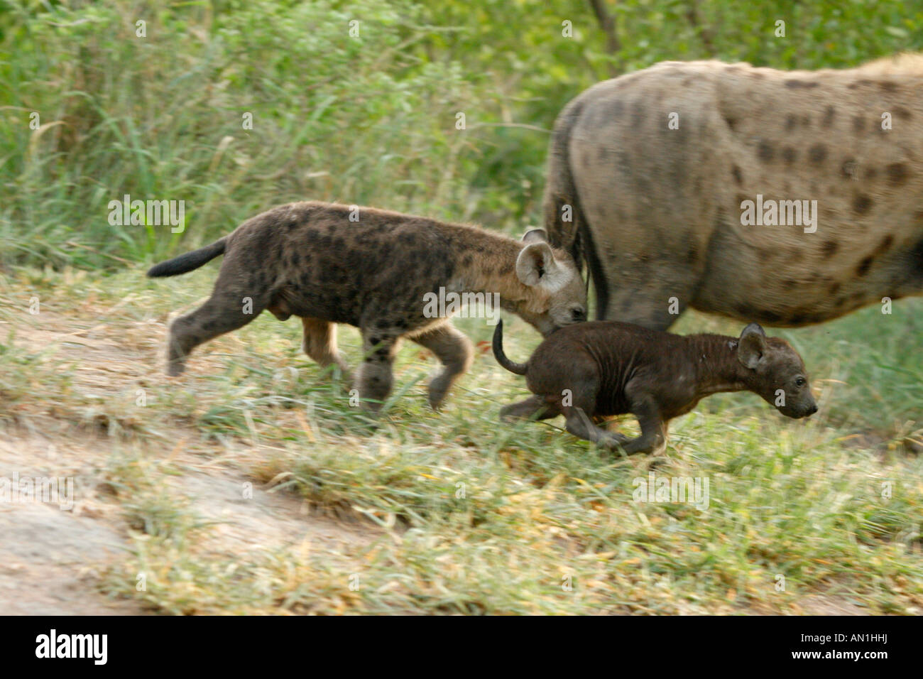 Spotted hyena with pups Stock Photo - Alamy
