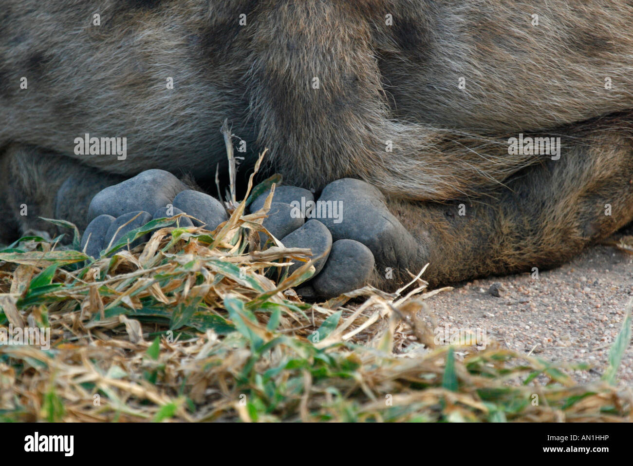 Haunches hi-res stock photography and images - Alamy