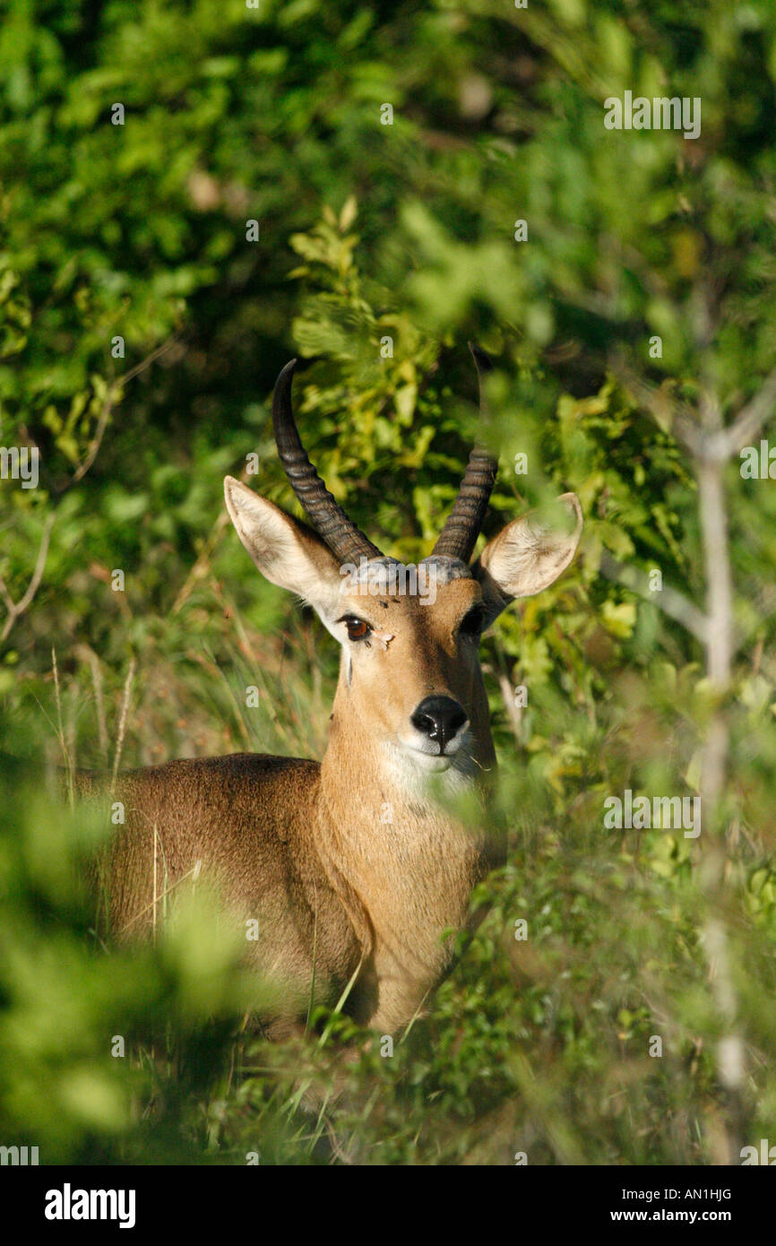 Looking at bush hi-res stock photography and images - Alamy