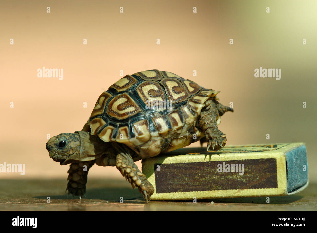 Baby tortoise hi-res stock photography and images - Alamy