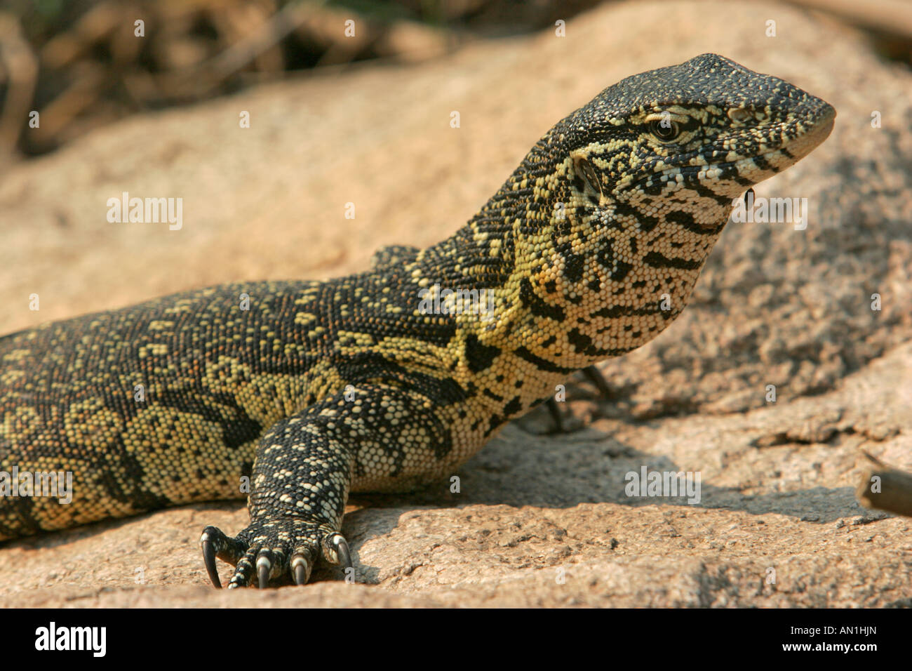 African rock monitor hi-res stock photography and images - Alamy