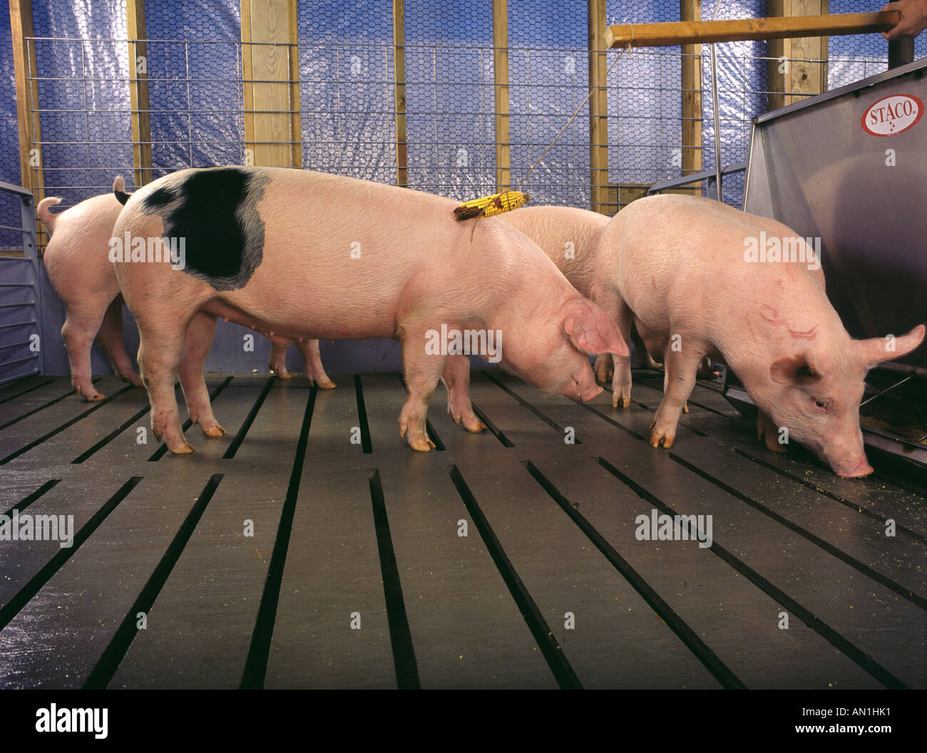 MARKET WEIGHT PIGS IN PEN FEEDING PENNSYLVANIA Stock Photo - Alamy