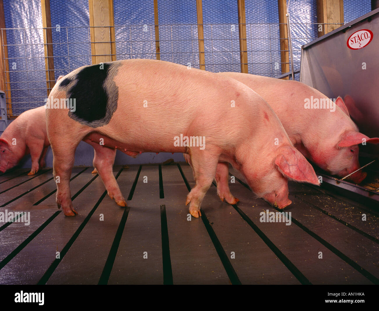 MARKET WEIGHT PIGS IN PEN FEEDING PENNSYLVANIA Stock Photo - Alamy