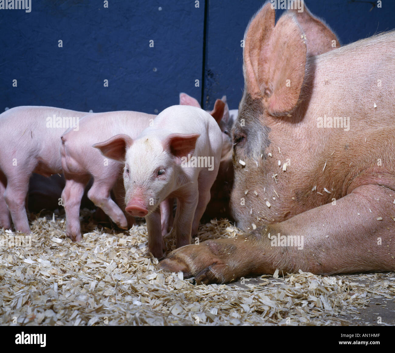 2 WEEK 10 LB YORKSHIRE LANDRACE PIGS WITH SOW LANCASTER COUNTY ...