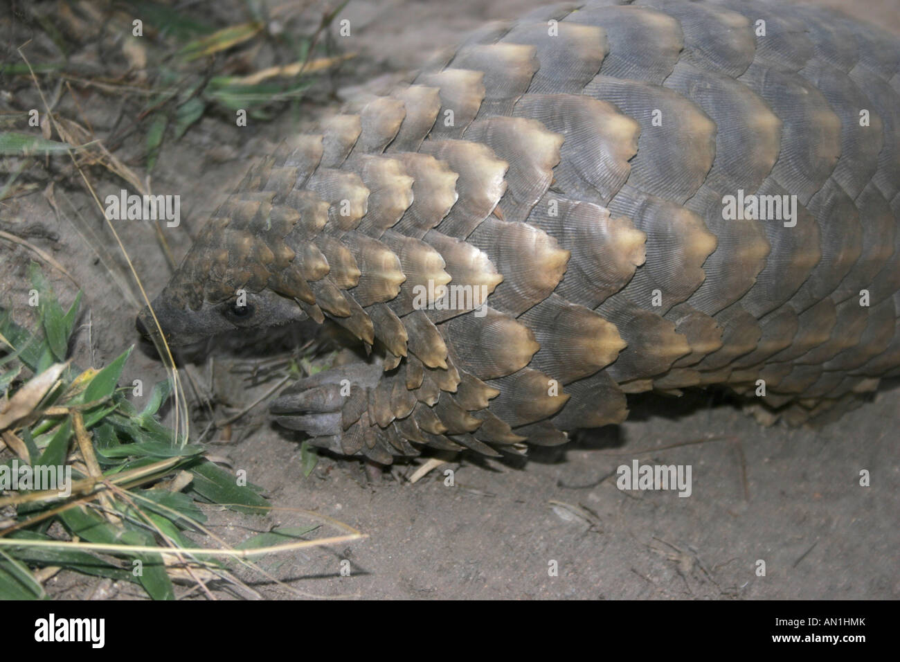 Pangolin foraging in undergrowth Stock Photo - Alamy