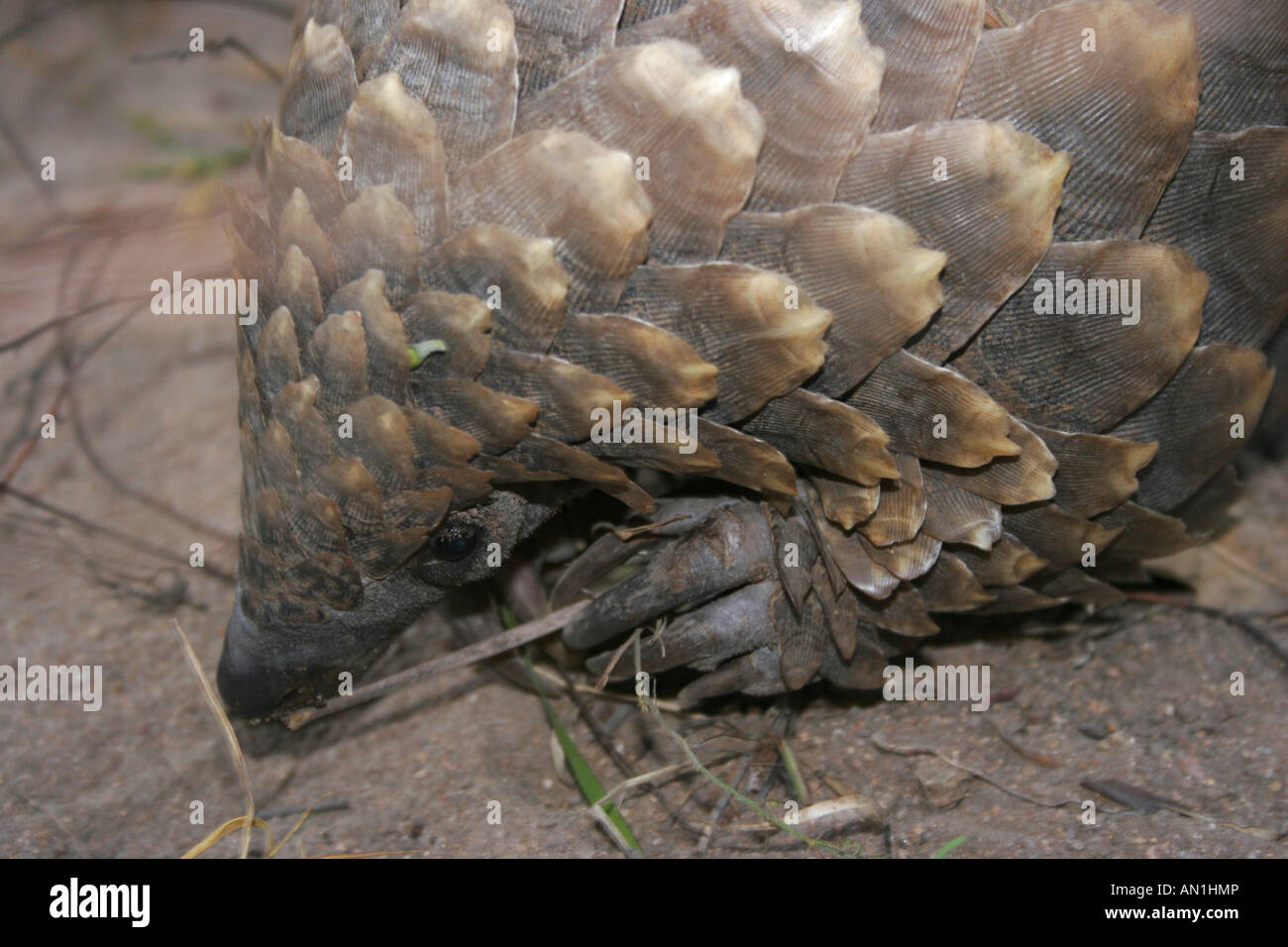 Pangolin scales africa hi-res stock photography and images - Alamy